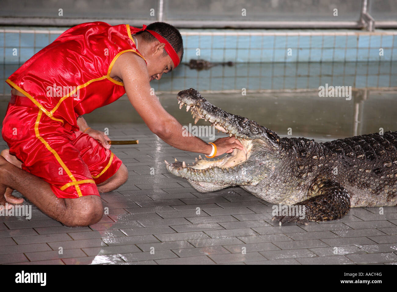 Crocodile Farm Pattaya Thailand Stock Photo - Alamy