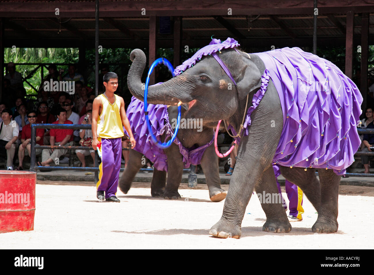 Elephant show, Nong Nooch, Pattaya, Thailand Stock Photo - Alamy