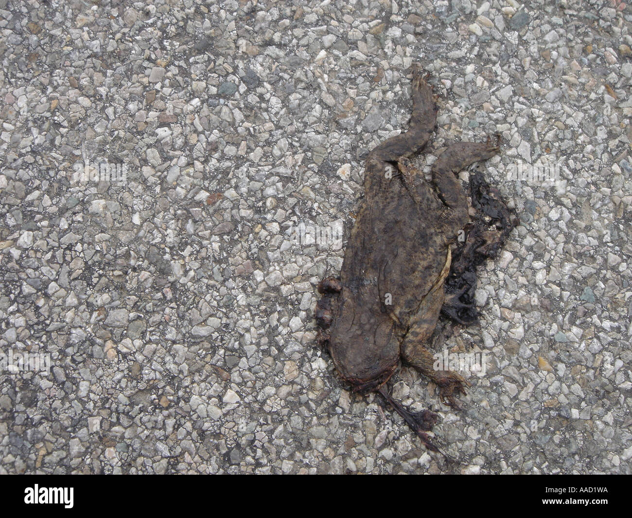 Weather forecast frog hi-res stock photography and images - Alamy