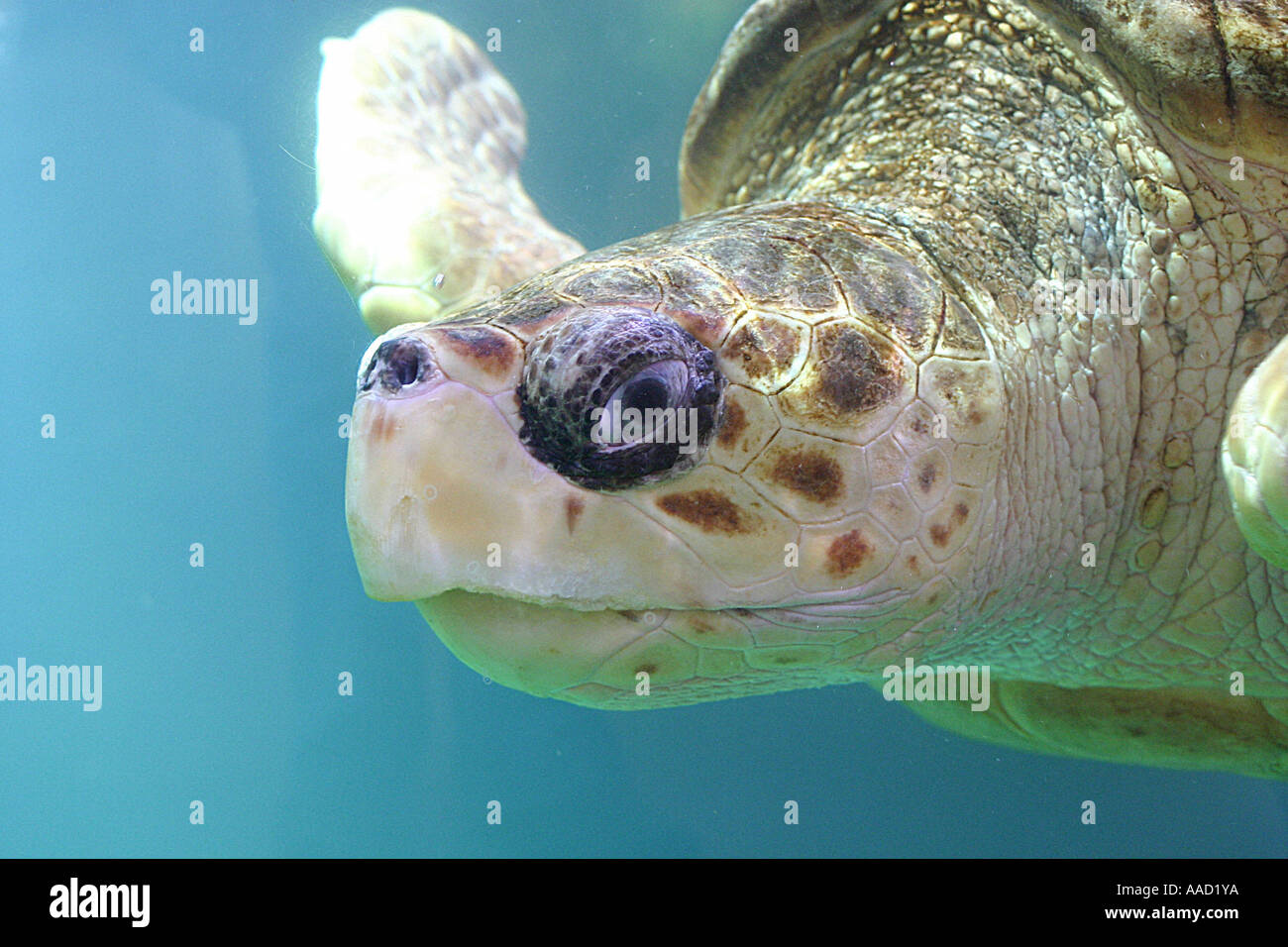 head of a turtle under water Stock Photo - Alamy