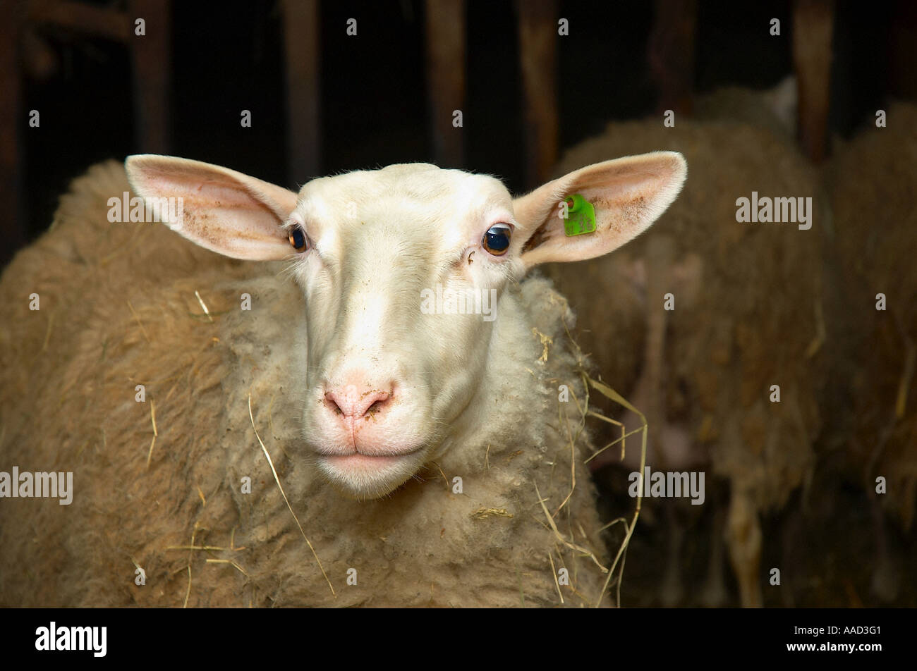 Genetically sheep hi-res stock photography and images - Alamy