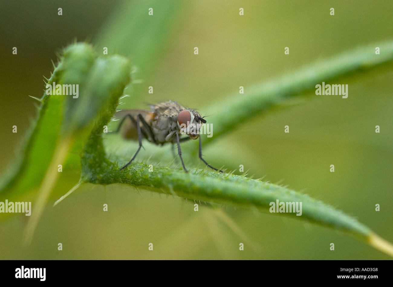 Flies on carnivorous plant hi-res stock photography and images - Alamy