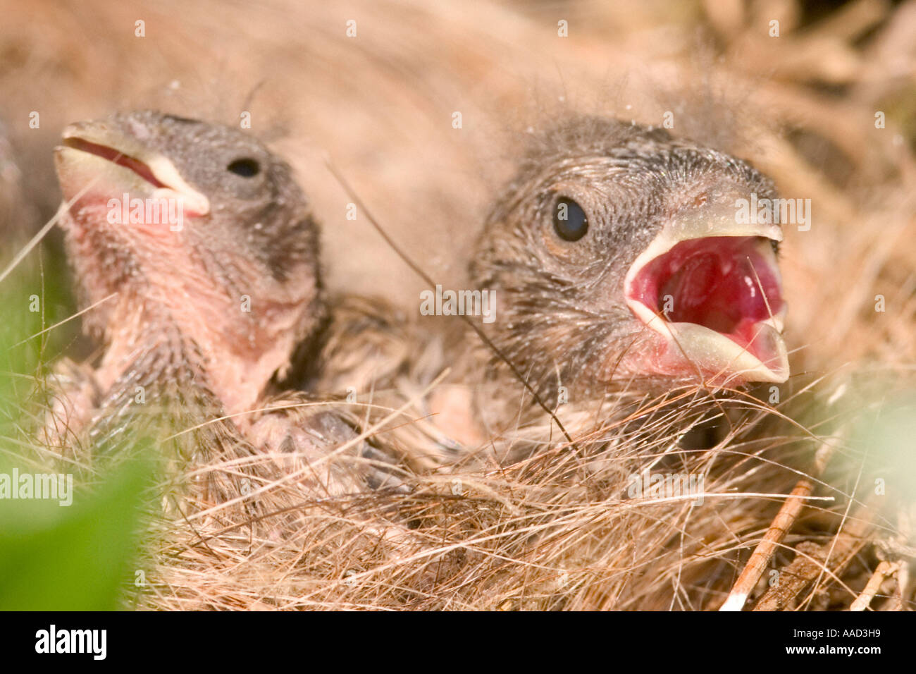 Squabs in nest hi-res stock photography and images - Alamy