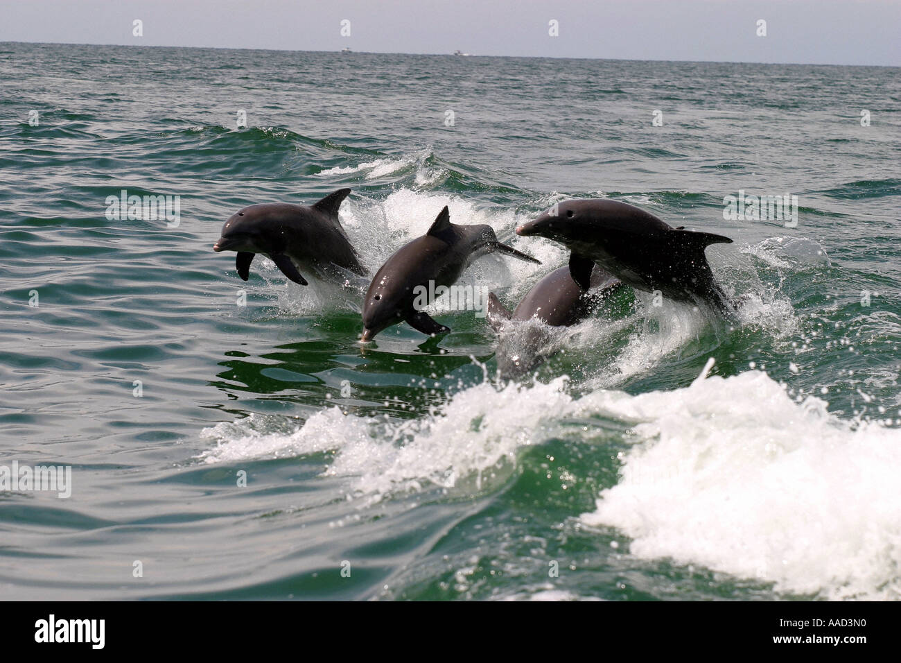 Dolphin anatomy hi-res stock photography and images - Alamy