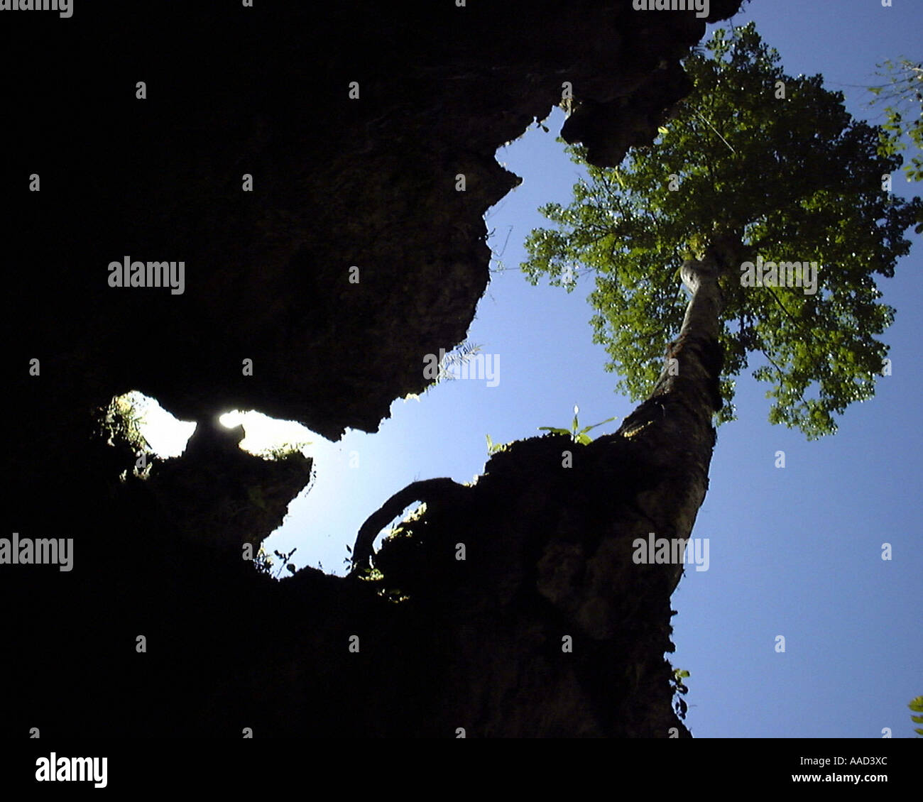 tree on a rock Stock Photo - Alamy