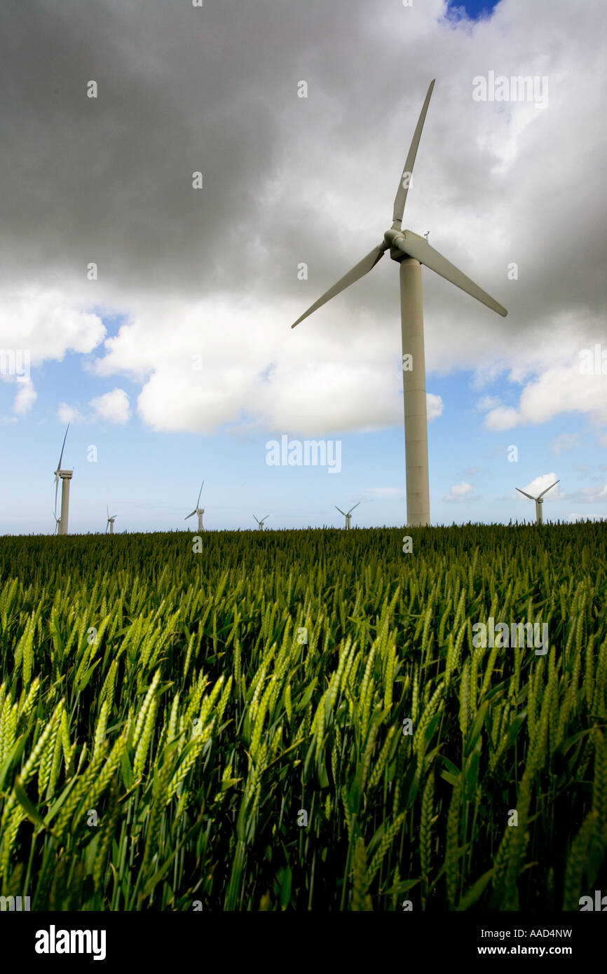 Four Burrows Wind Farm Truro in a corn field farm land during Gale ...