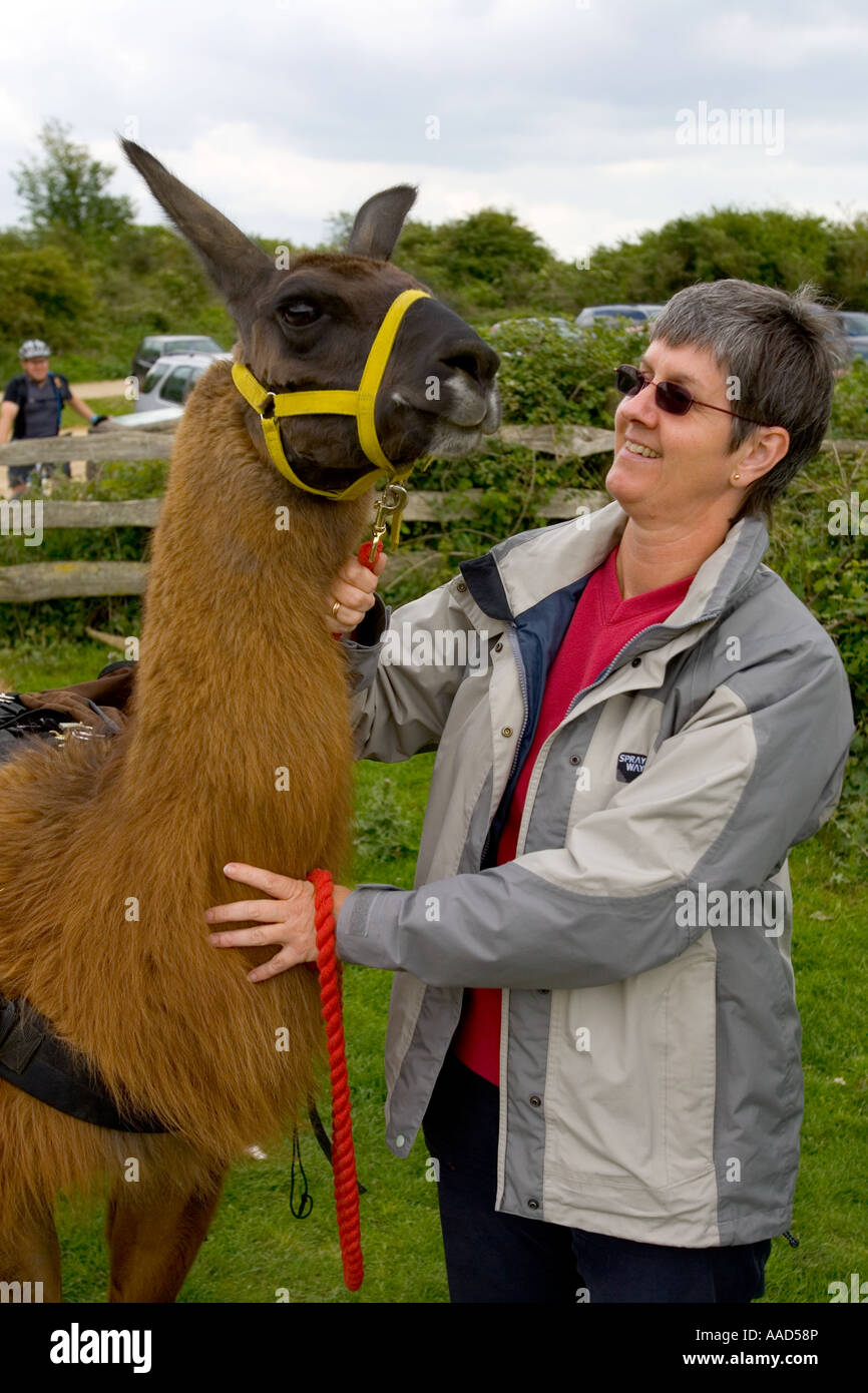 Llama Trekking Brightstone down Isle of Wight England UK Great Britain ...