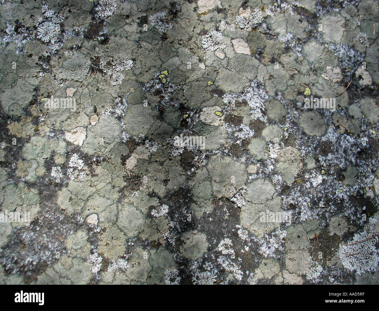 Silver Grey Lichen on Rock Ailefroide french alps Stock Photo - Alamy