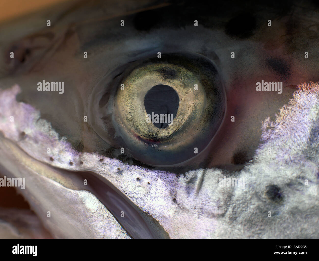 Salmon Eye Close Up Stock Photo - Alamy