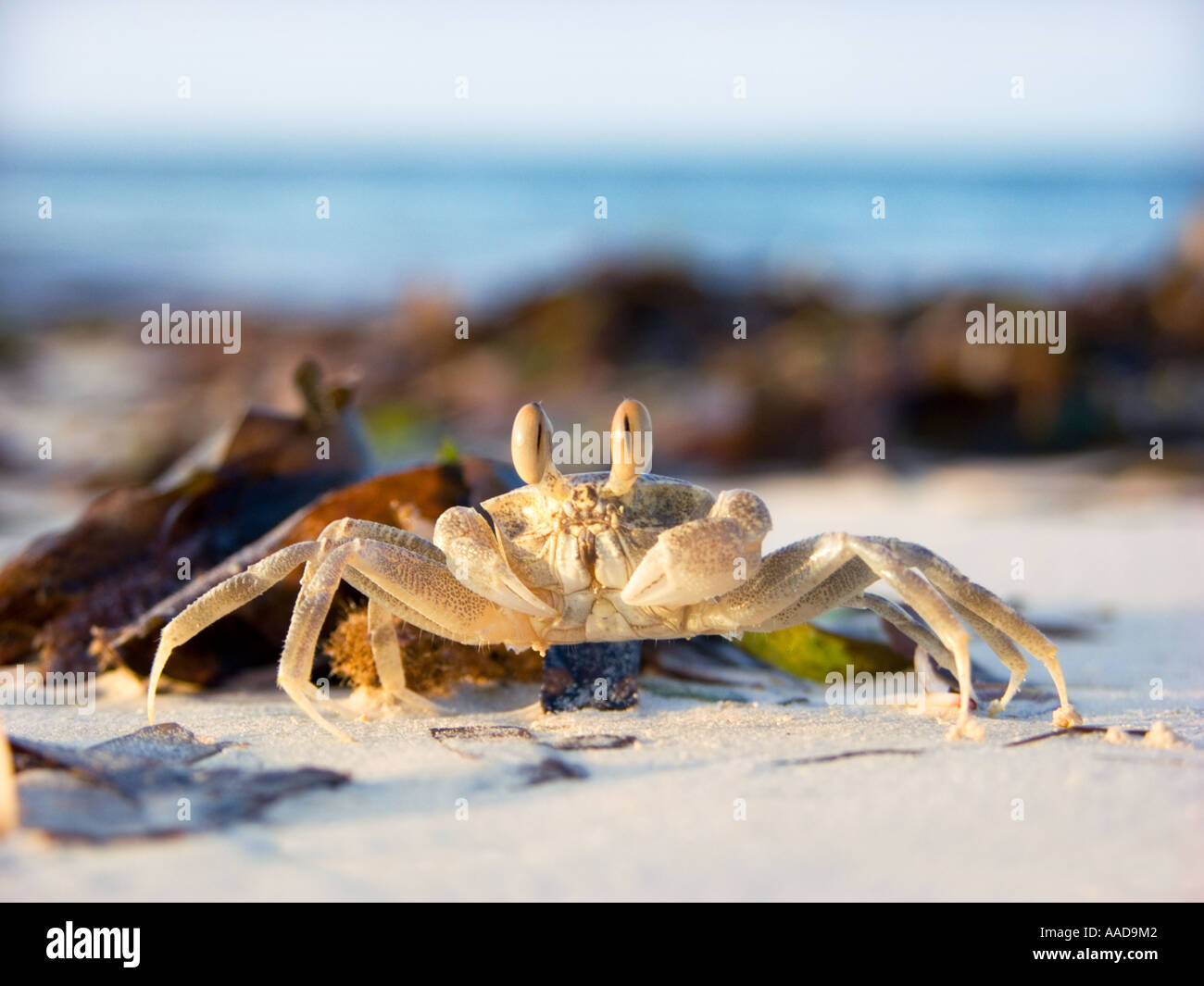 Tall legs crab hi-res stock photography and images - Alamy