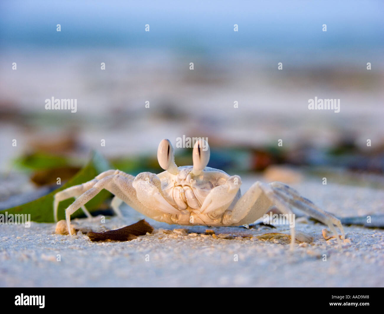 ghost CRAB portrait in the morning light on BAMBURU BEACH Mombasa Kenya ...