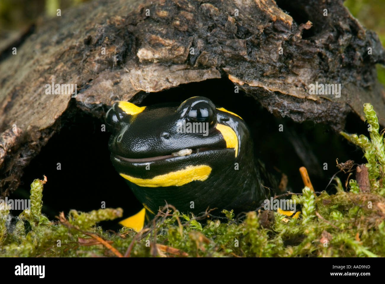 Black hole looks hi-res stock photography and images - Alamy