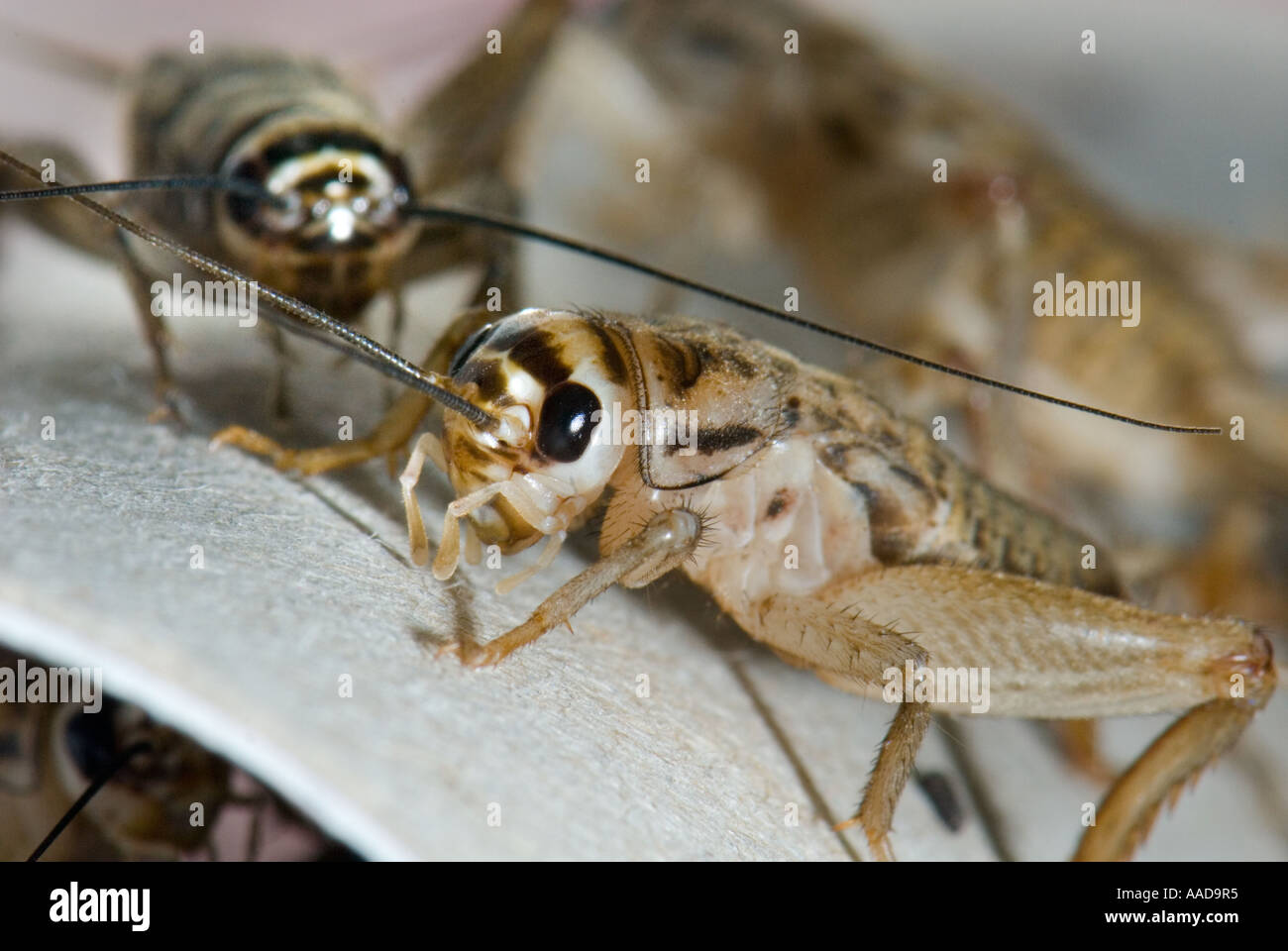 Cricket catcher hi-res stock photography and images - Alamy