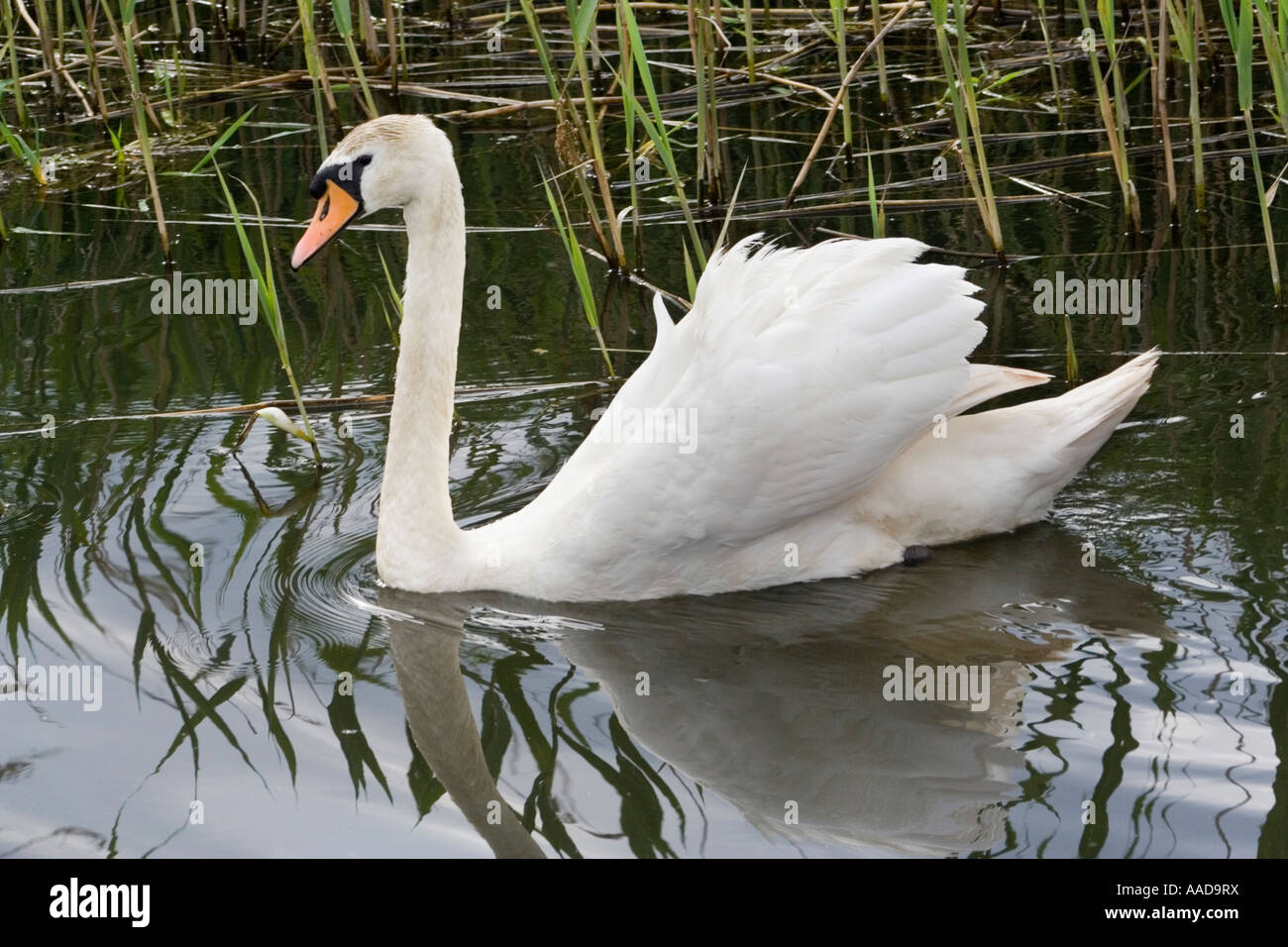 Mute Swan in front of reeds on River Ely Ouse Fens Waterways Stock ...