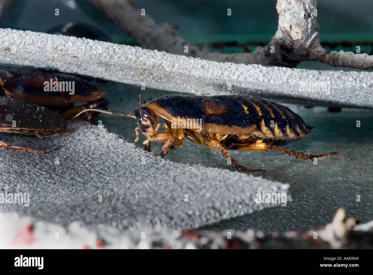 cockroach roach Blaberus atropos Blattodea Argentinische Waldschaben ...