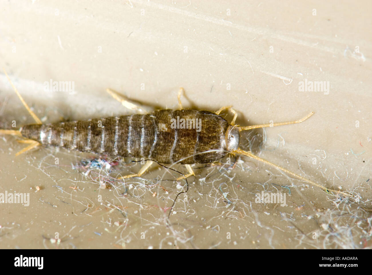 Lepisma hi-res stock photography and images - Alamy