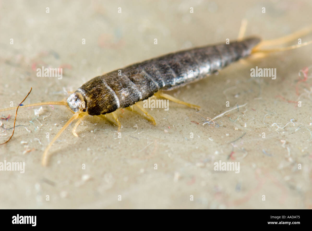 Silverfish bathroom hi-res stock photography and images - Alamy