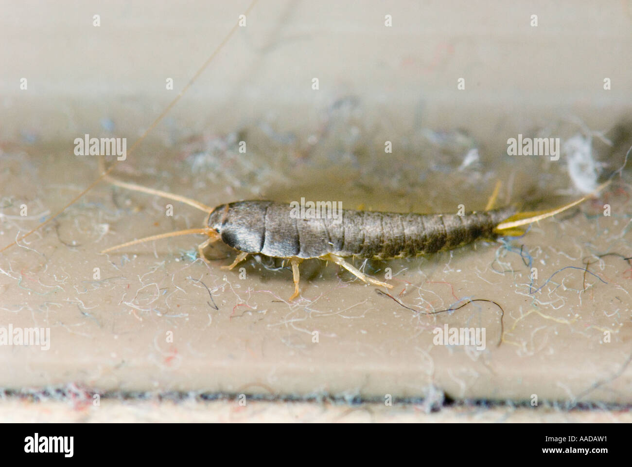 Silverfish Close Up Stock Photos & Silverfish Close Up Stock Images - Alamy