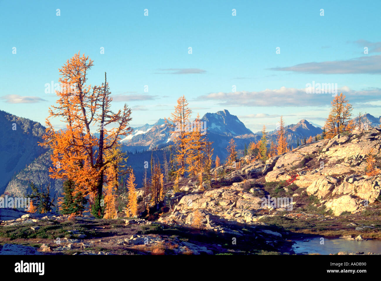 Fall larches above Stiletto Lake Stock Photo - Alamy