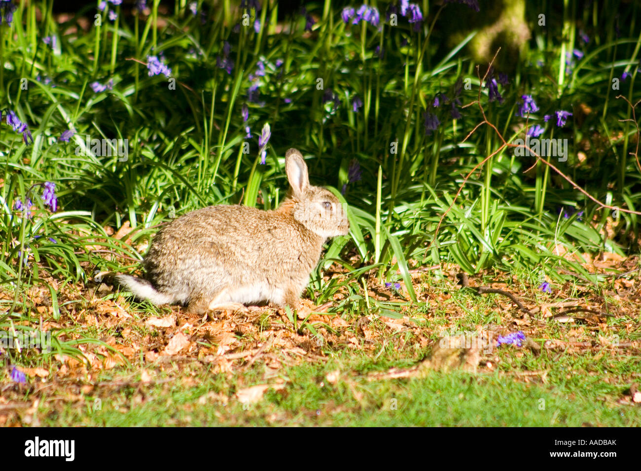 Rabbit amongst bluebells in early morning sunshine at Luss Camping Site ...