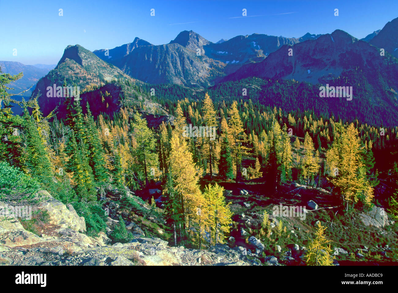 Fall larches above Twisp Pass Stock Photo - Alamy