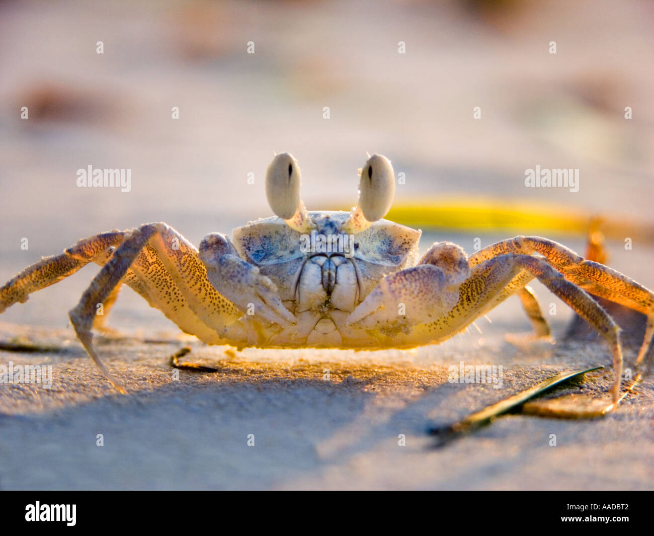 ghost CRAB portrait in the morning light on BAMBURU BEACH Mombasa Kenya ...