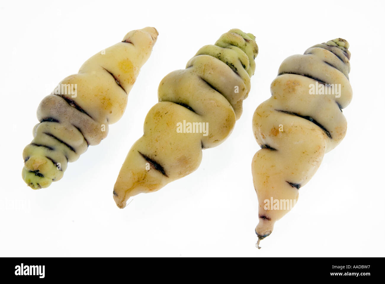 Cubio Bulging Like A Body Maschua Curvature FOOD Curious Cultivation Stock Photo Alamy cubio-bulging-like-a-body-maschua-curvature-food-curious-cultivation-stock-photo-alamy