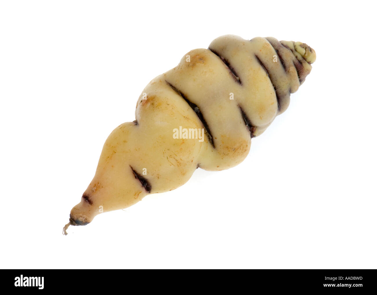 Cubio bulging like a body maschua curvature FOOD curious cultivation ...