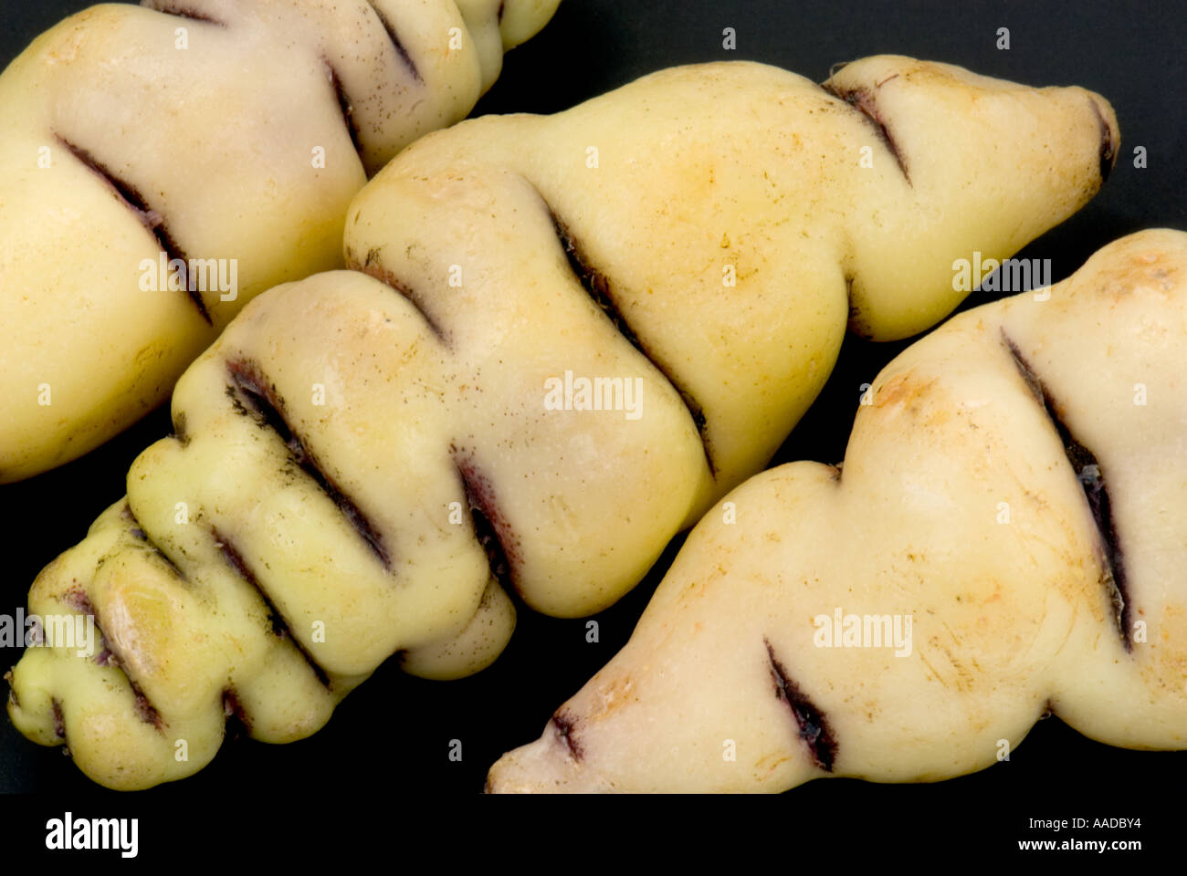 Cubio bulging like a body maschua curvature FOOD curious cultivation ...