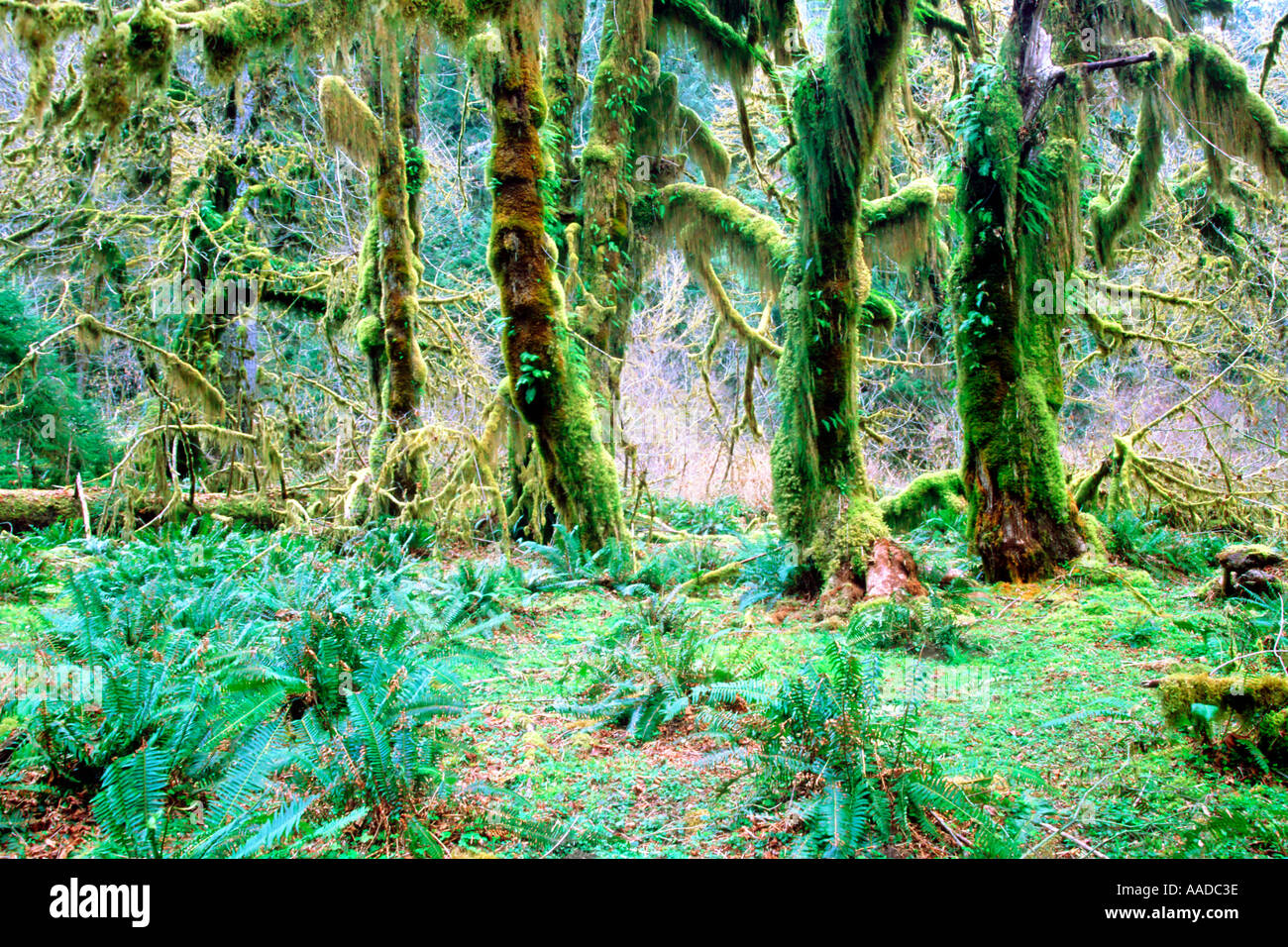 Hoh Rain Forest Stock Photo - Alamy