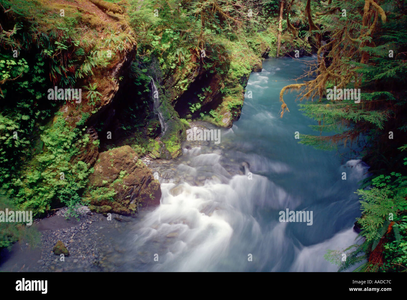 Quinault river valley hi-res stock photography and images - Alamy