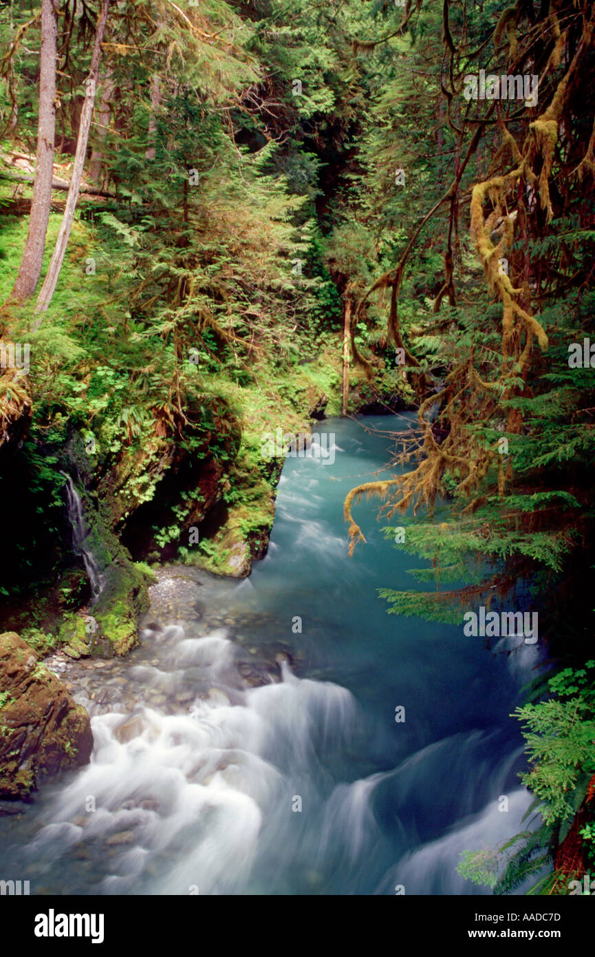 Quinault river valley hi-res stock photography and images - Alamy