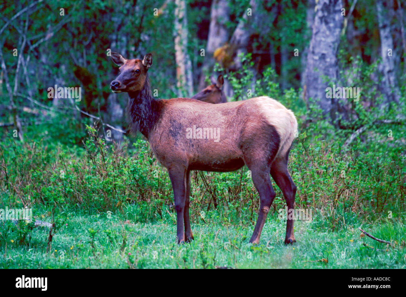 Female roosevelt elk hi-res stock photography and images - Alamy