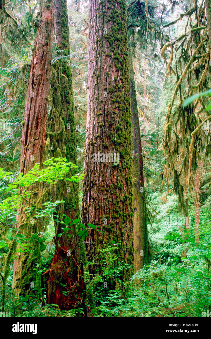 Hemlock in ancient forest hi-res stock photography and images - Alamy