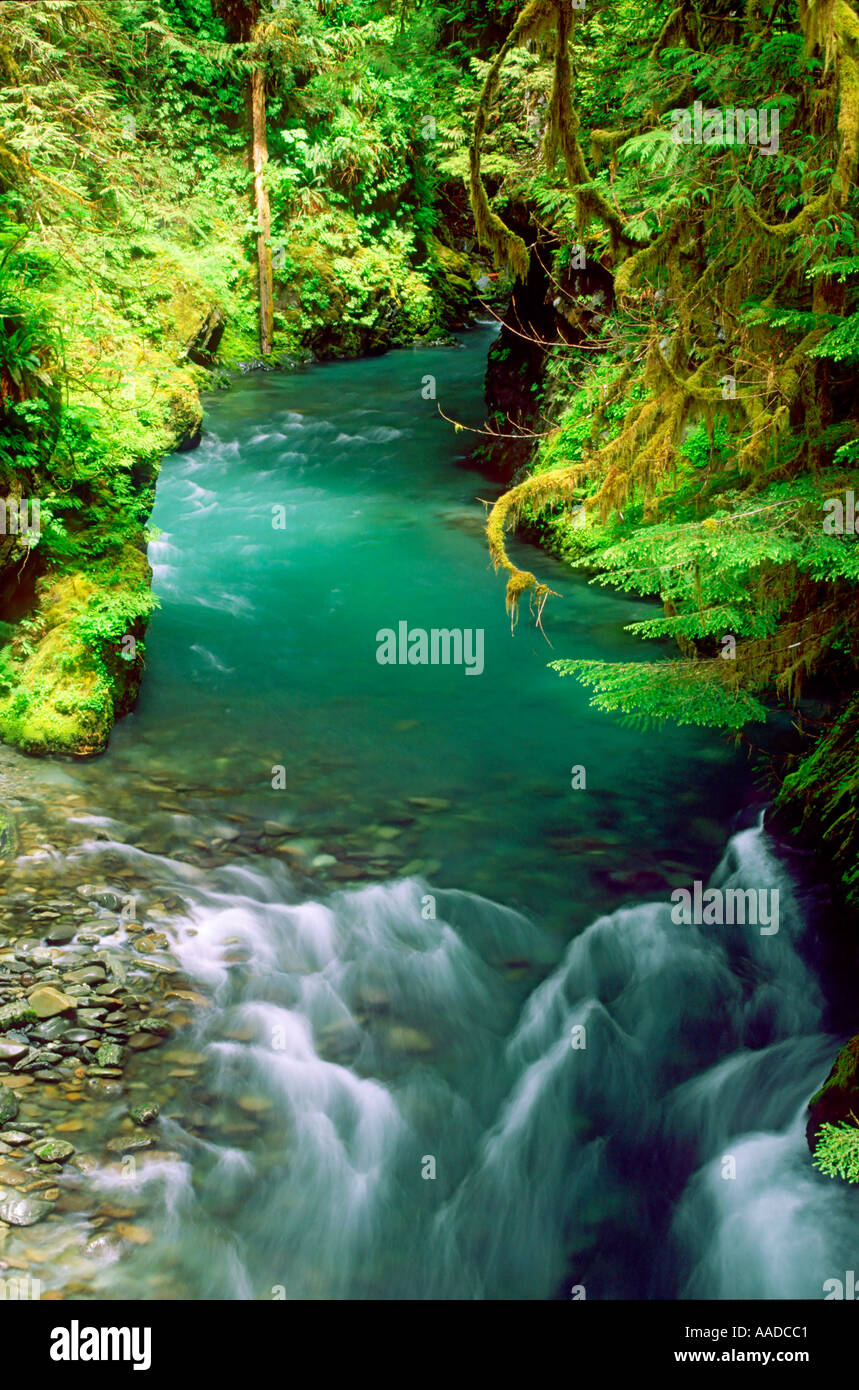 Quinault River from Pony Bridge Stock Photo - Alamy