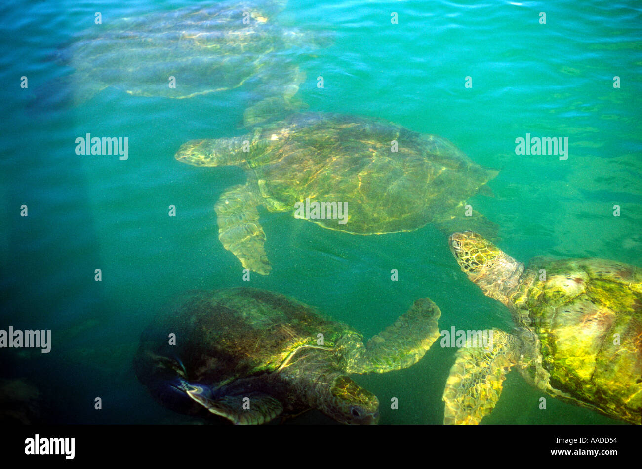 Turtle farm Grand Cayman Cayman Islands Stock Photo - Alamy