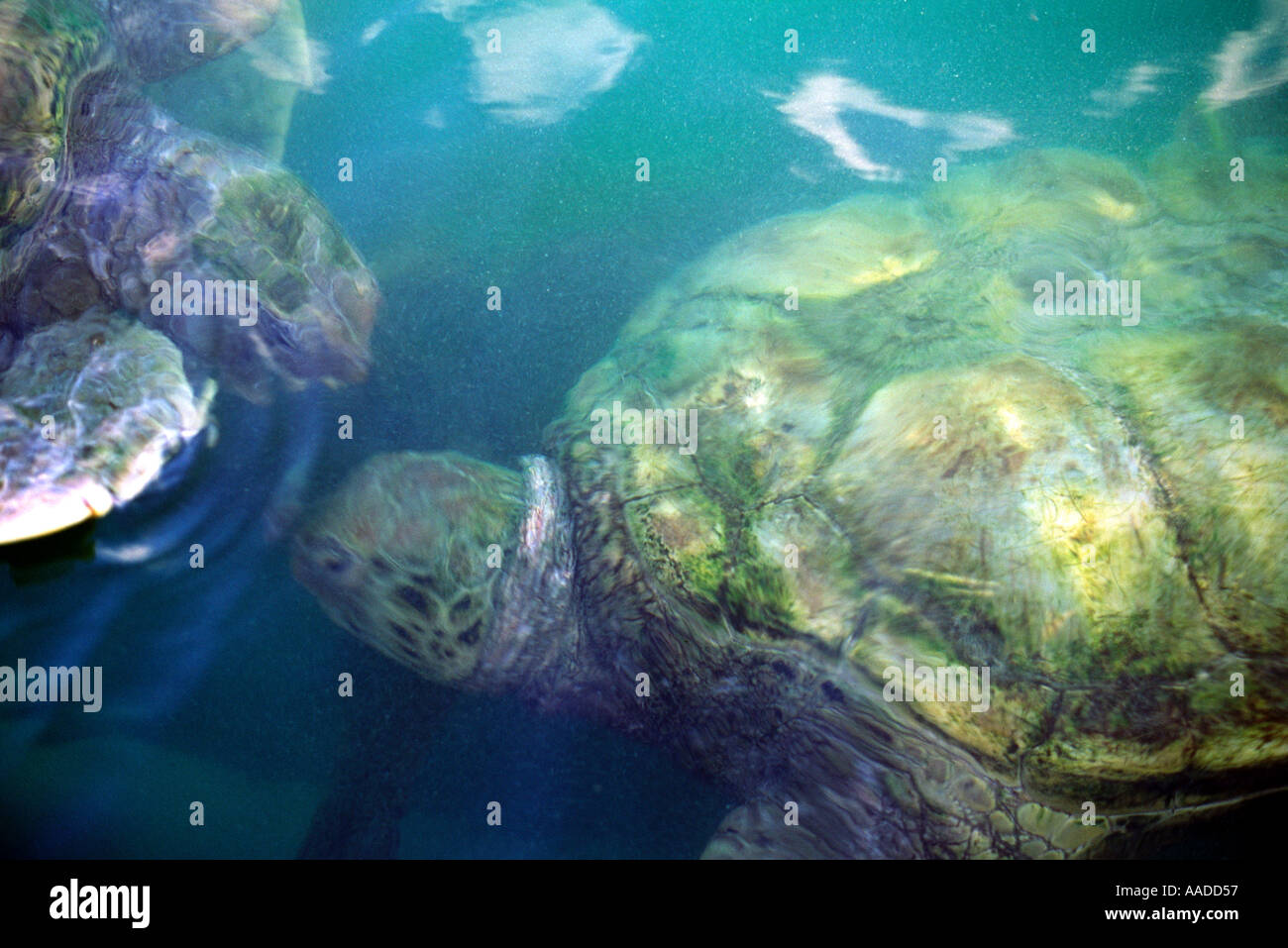 Turtle farm Grand Cayman Cayman Islands Stock Photo - Alamy
