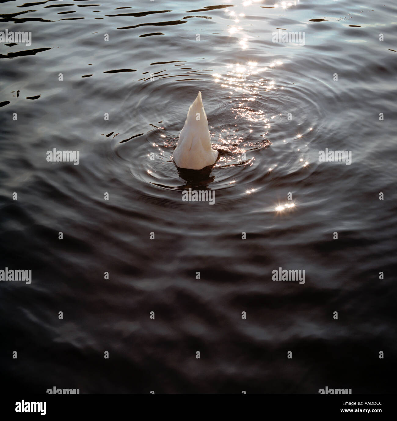 swan diving into the water Stock Photo - Alamy