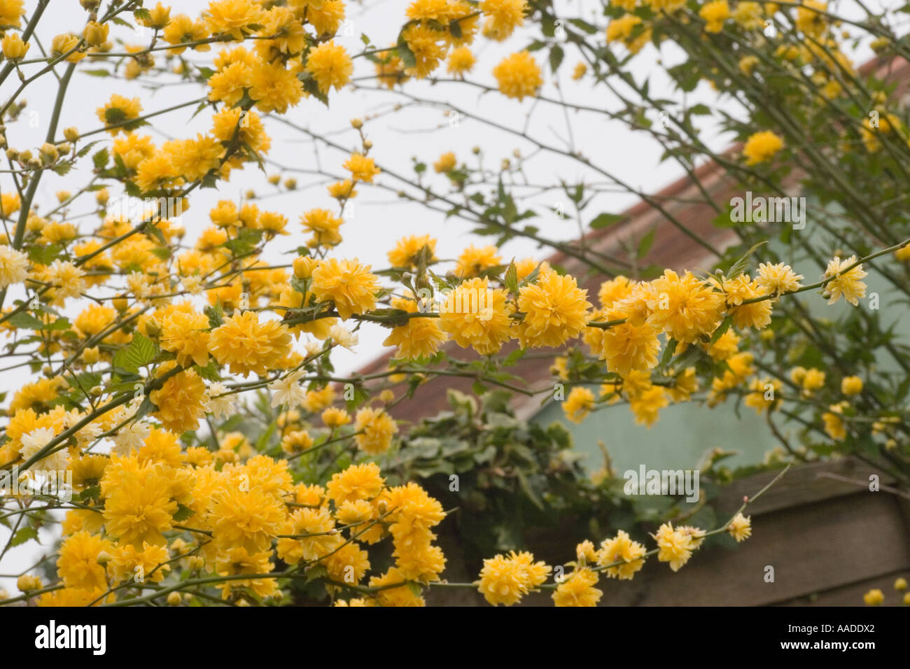 Yellow Kerria Japonica flowers Stock Photo - Alamy
