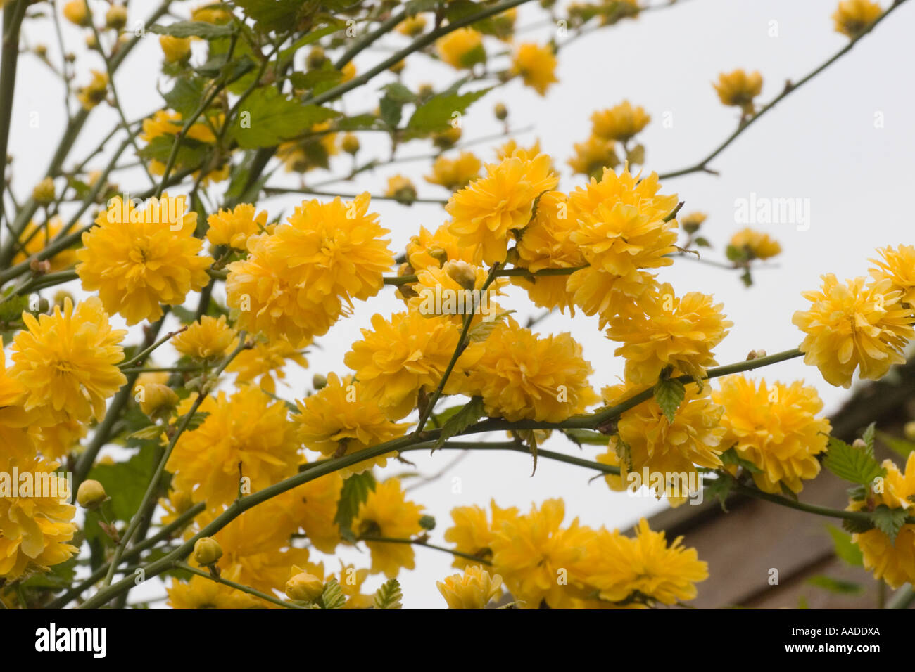Japanese kerria yellow flowers hi-res stock photography and images - Alamy