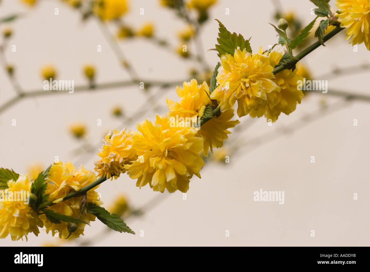 Yellow Kerria Japonica flower Stock Photo - Alamy