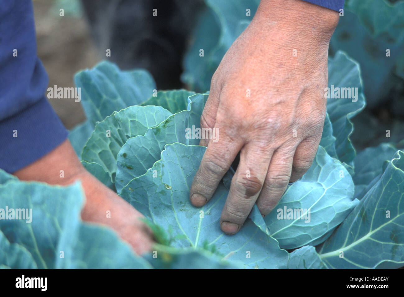 Guatemalan migrant workers on a mixed vegetable farm in southern Quebec ...