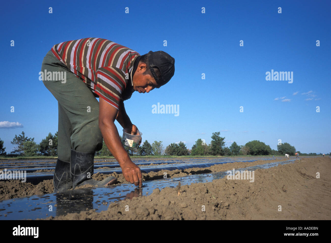Farm workers in vegetable hi-res stock photography and images - Alamy