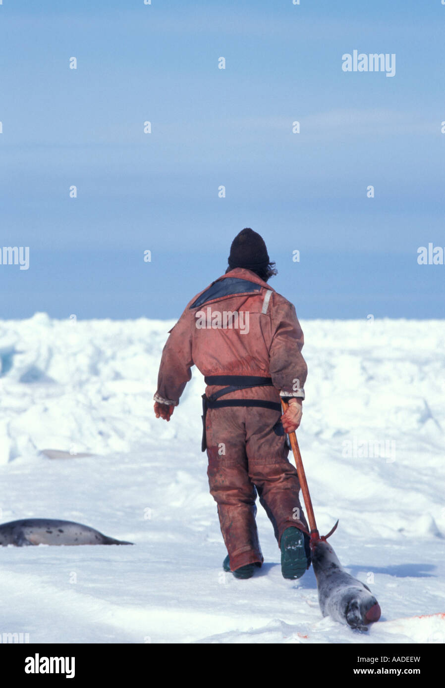 Sealer dragging dead seal hi-res stock photography and images - Alamy