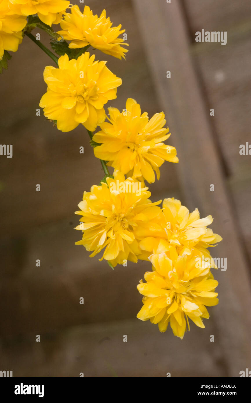 Yellow Kerria Japonica flower Stock Photo - Alamy