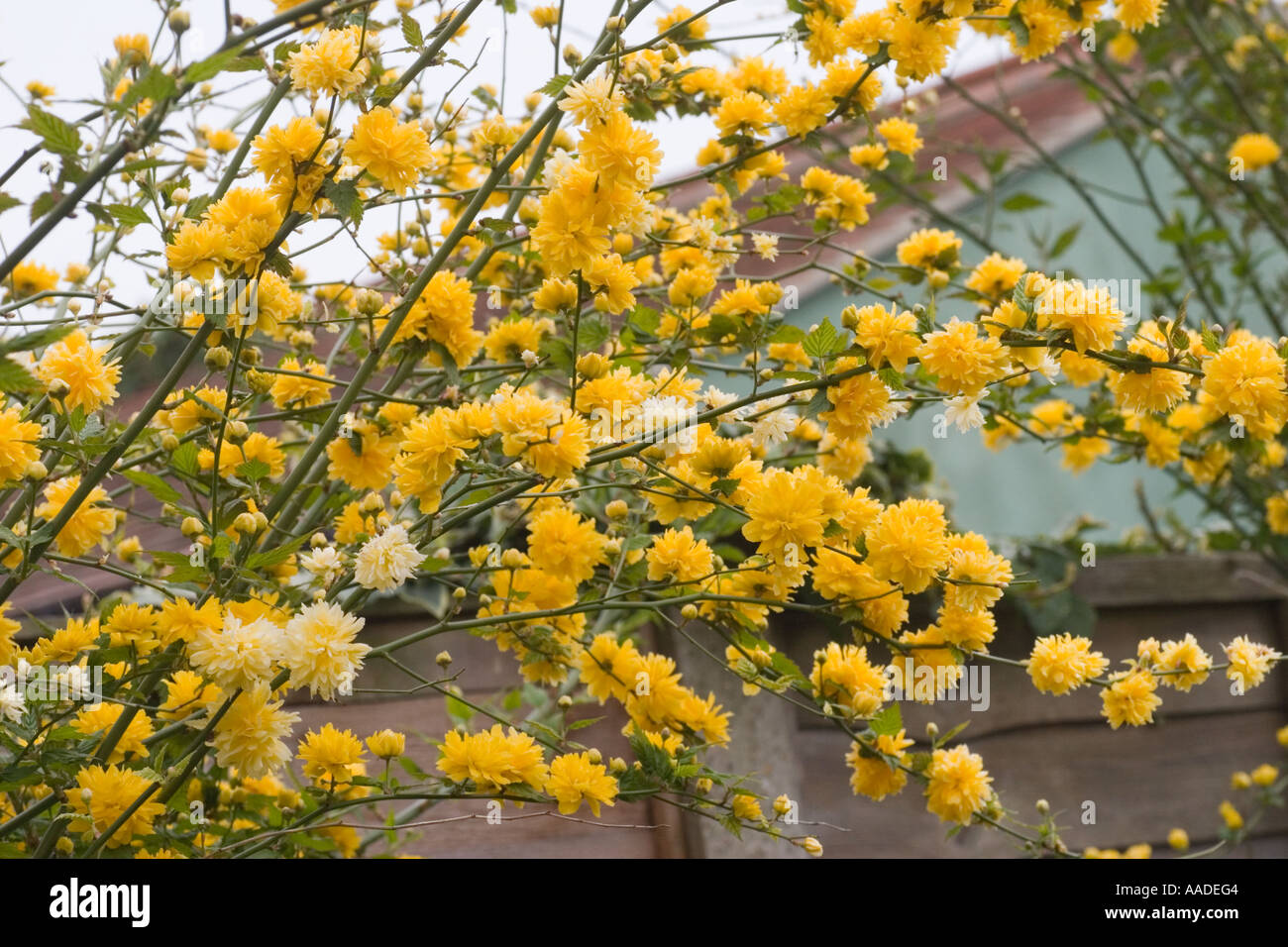 Yellow Kerria Japonica flower Stock Photo - Alamy