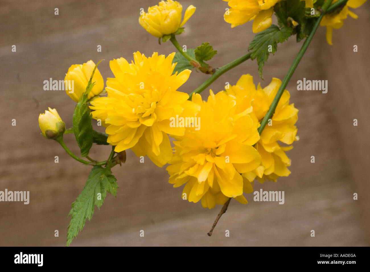 Yellow Kerria Japonica flower Stock Photo - Alamy