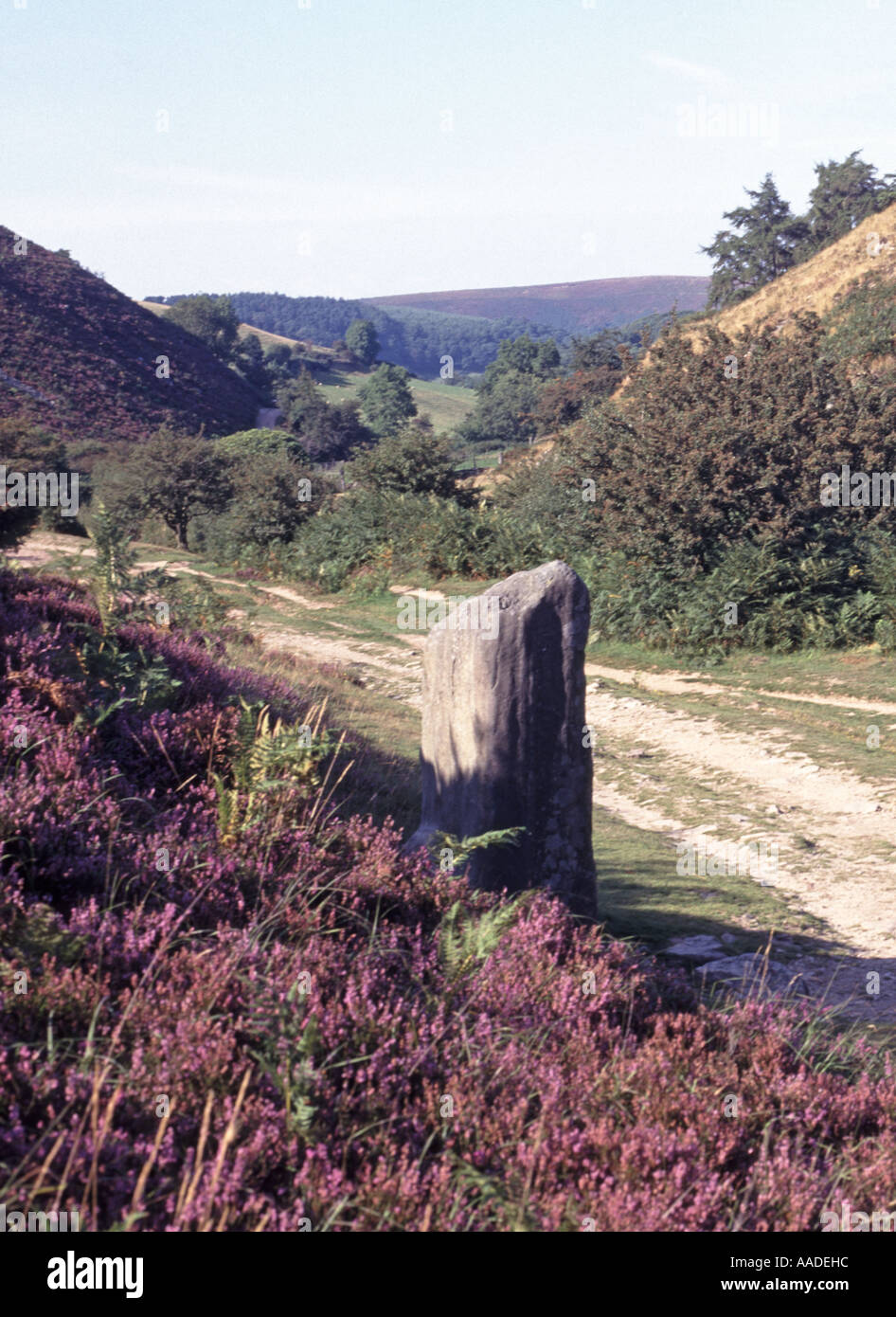 Heather in Doone Valley footpath & stone monument R D Blackmore author ...