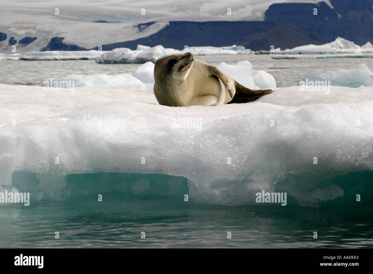 Leopard Seal shows off his ferocious set of teeth which make him one of ...