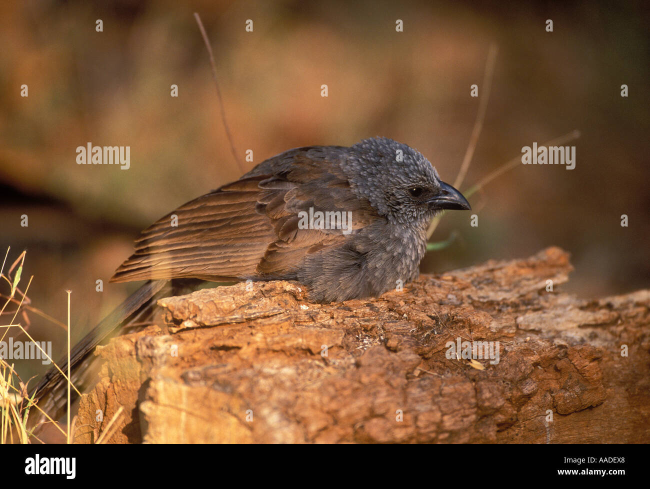 Apostlebird Struthidea cinerea Adult sunning on rock Photographed in ...
